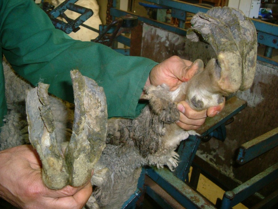Chronic severe lesions – Footrot @ Sydney