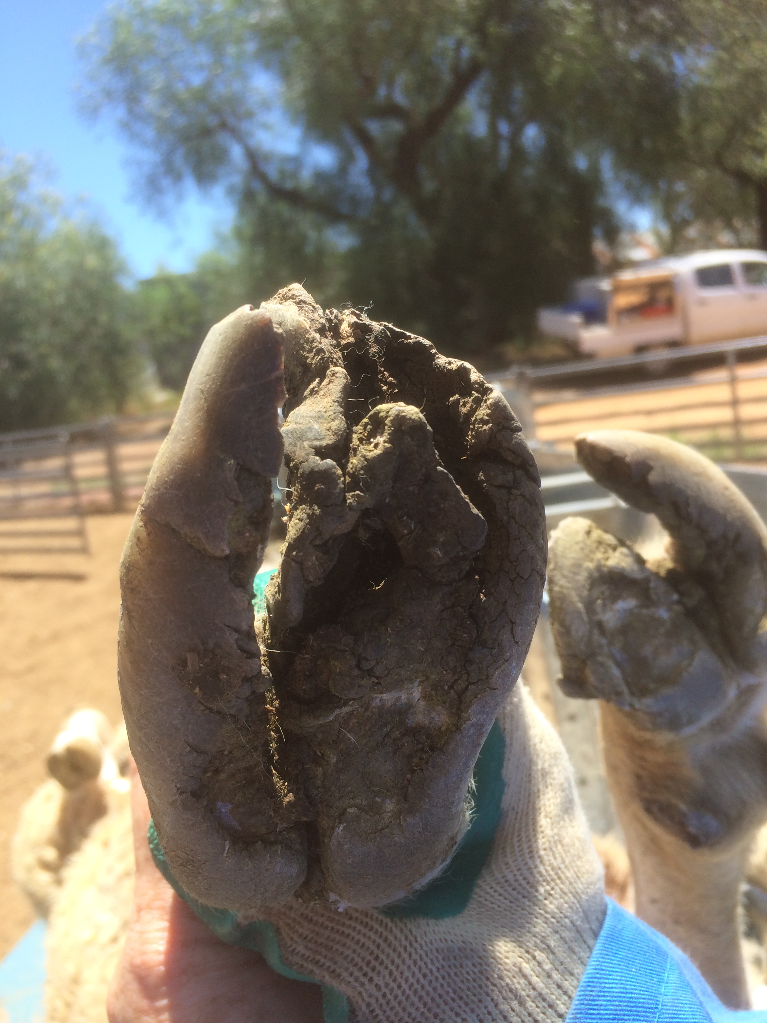 Foot score gallery – Footrot @ Sydney