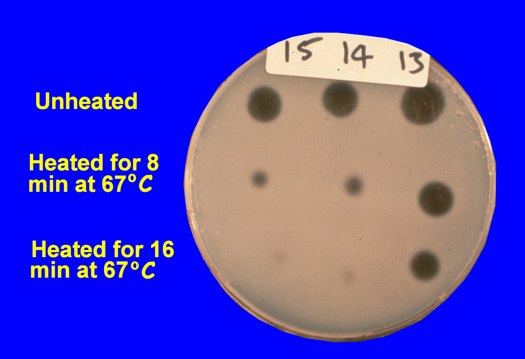 Protease – Gelatin gel test – Footrot @ Sydney