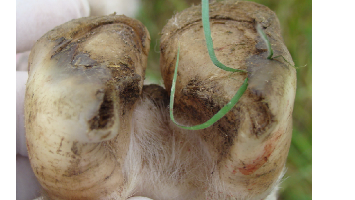 Score 0 – Footrot @ Sydney