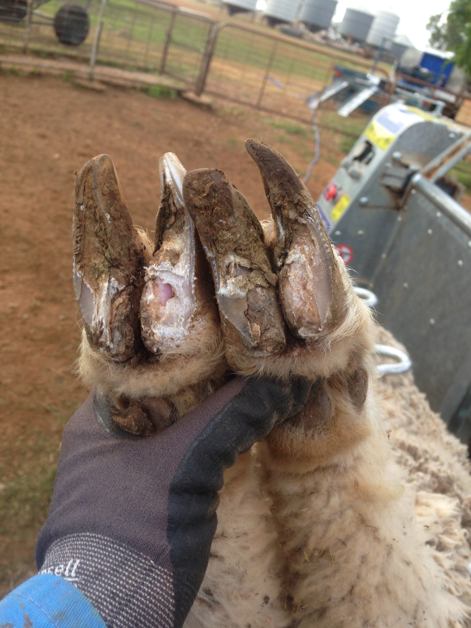 Foot score gallery – Footrot @ Sydney